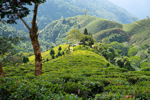 loose leaf tea NZ, buy tea online NZ, loose tea leaves NZ – Noble ...